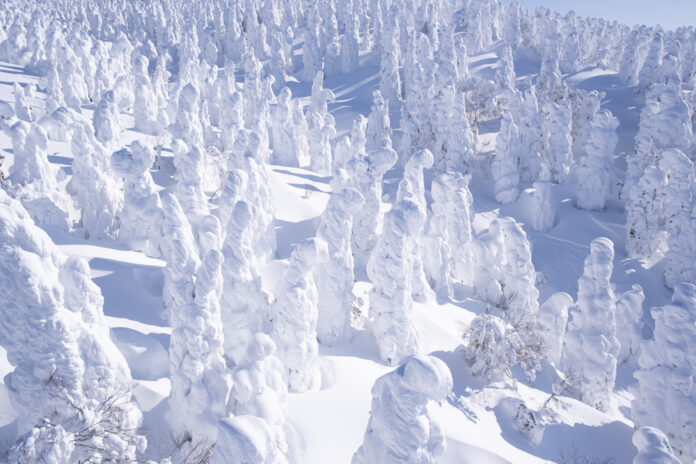 Zao Snow Monsters - The Hidden Japan
