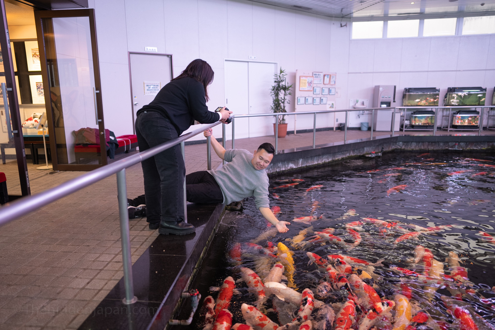 Ojiya City Koi - The Hidden Japan