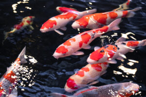 Niigata Prefecture - The Hidden Japan